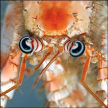 Census Of Seas Reveals Amazing Forms Of Life